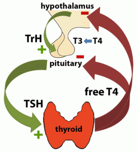 How does the Thyroid work – What is the difference between T4 and T3 ...